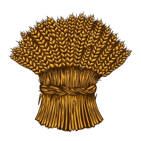 Illustration of Wheat Sheaf in Engraving Style. Design Element for Card ...