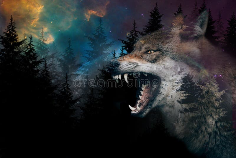 Wolf in mountains trees stock image. Image of trees - 254394945