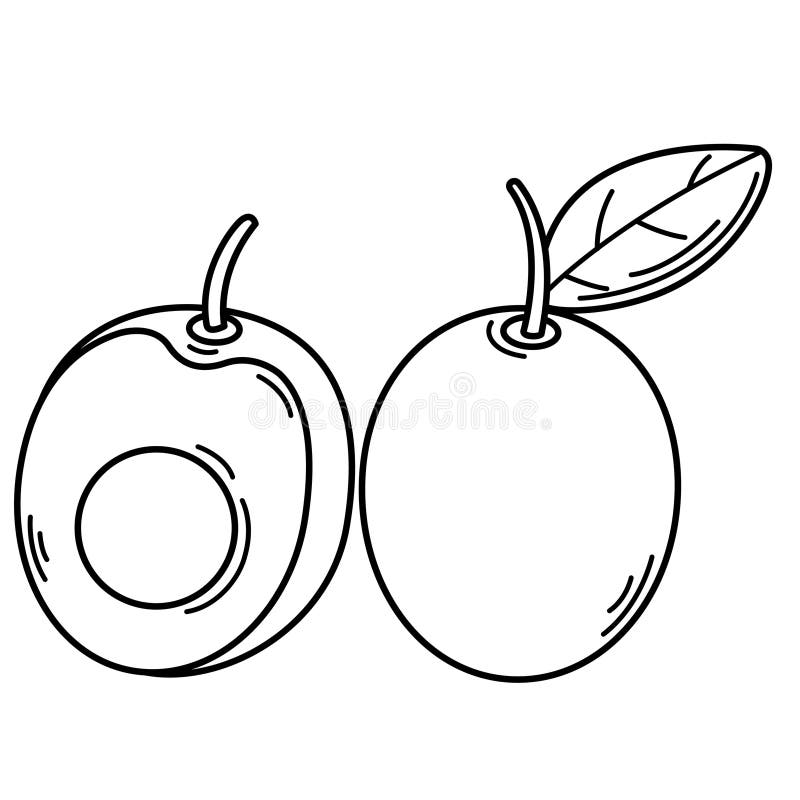 Illustration of Ximenia Outline White on Background Stock Vector ...