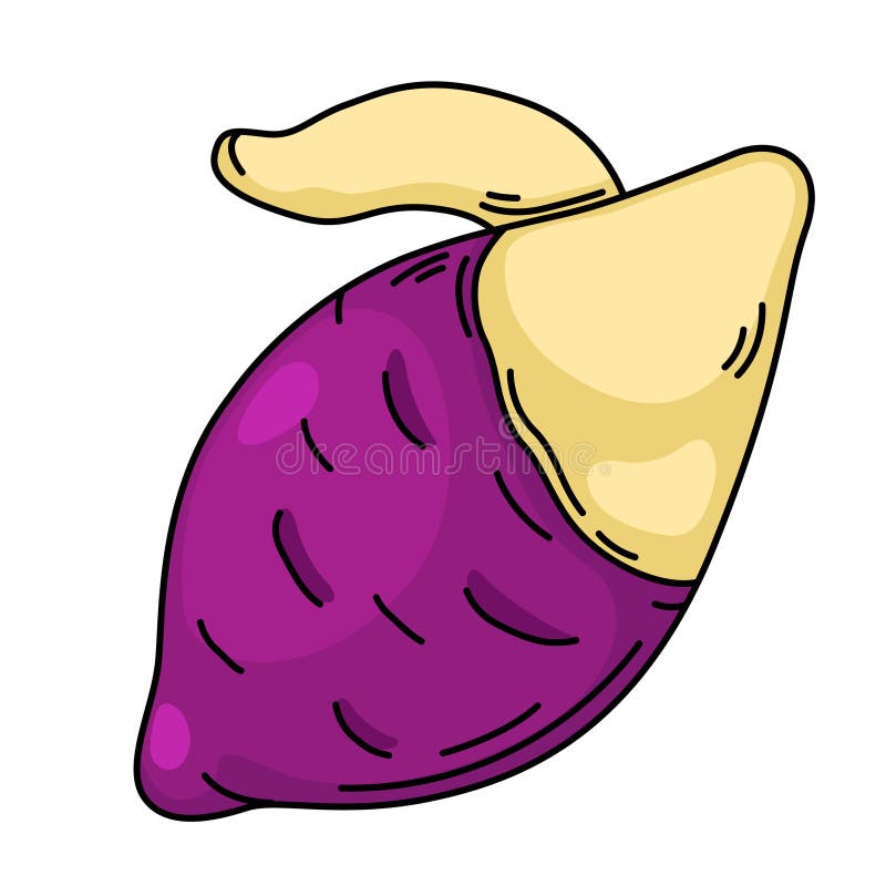 Illustration of Yam Outline White on Background Stock Vector ...