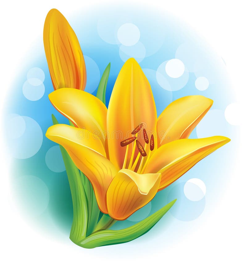 Illustration of Yellow Lily Stock Vector - Illustration of bloom ...