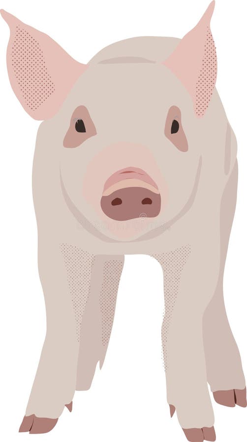 Young pig looking forward stock illustration. Illustration of looking ...