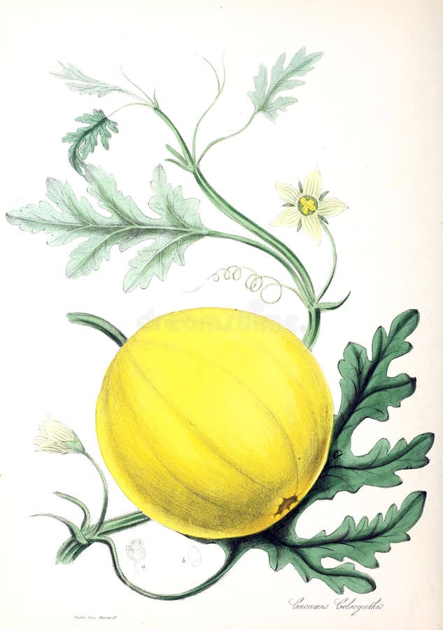 Illustrationen der Anlage stock abbildung. Illustration von gezeichnet ...