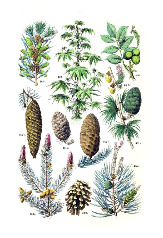 Illustrationen der Anlage stockbild. Bild von stich - 113638657