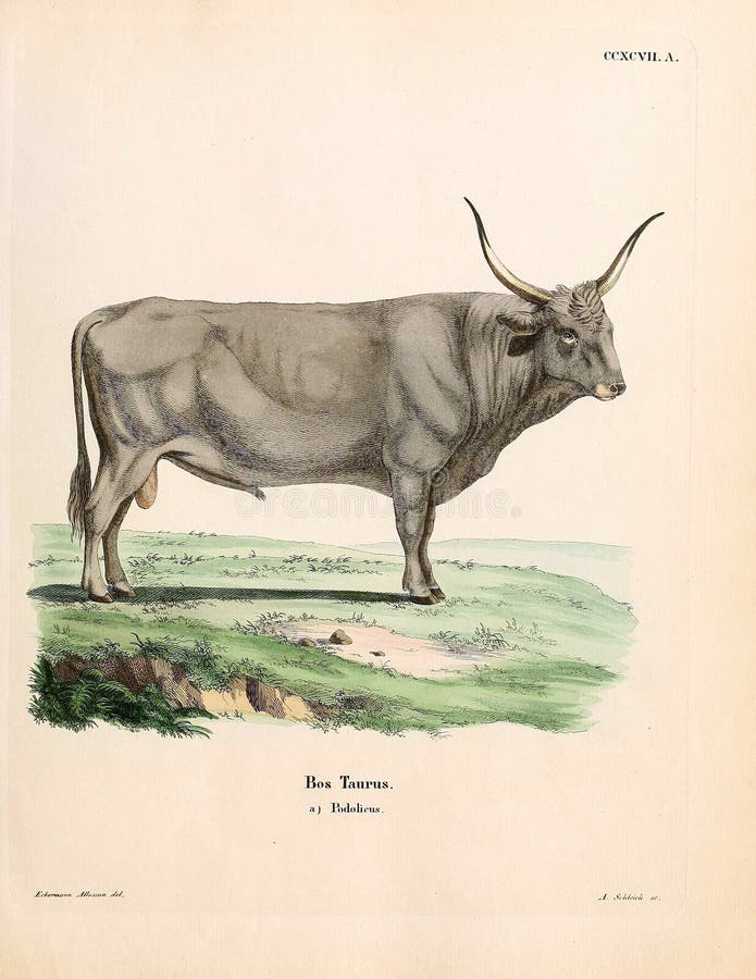 Illustrationen von Stier stock abbildung. Illustration von bild - 111247083