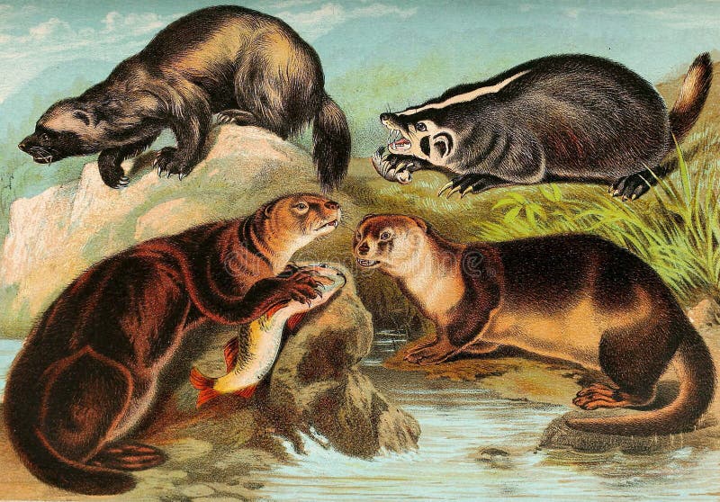 Wolverine animal sign. stock vector. Illustration of silhouette - 100169918