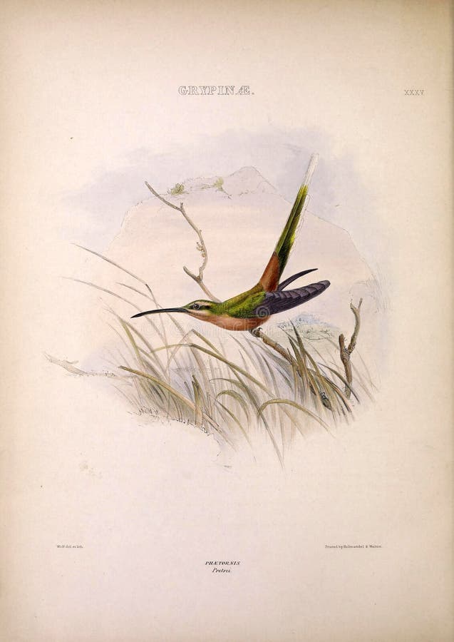 Hummingbird Ancient Stock Illustrations – 80 Hummingbird Ancient Stock ...
