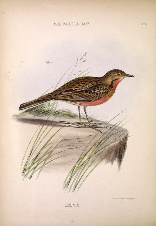 PRINTABLE ART Bengal Pitta Bird Digital Prints Art & Collectibles etna ...