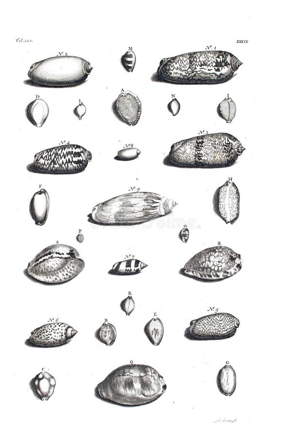 Ancient Shellfish Stock Illustrations – 440 Ancient Shellfish Stock ...