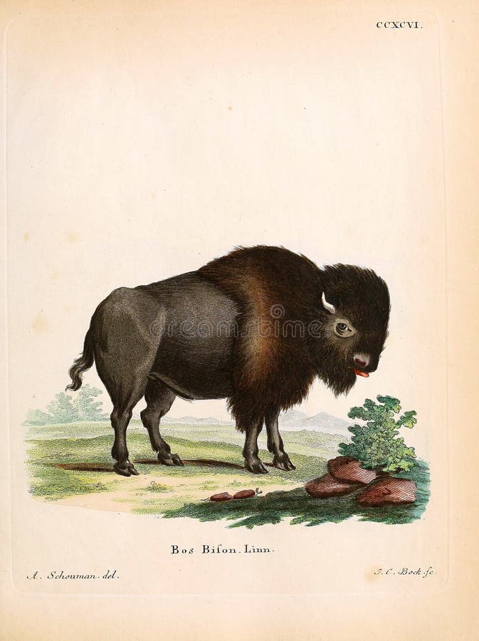 Illustrations of bison. stock illustration. Illustration of white ...
