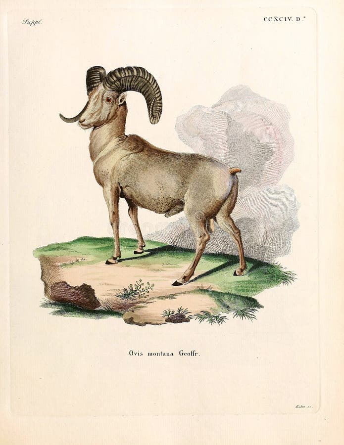 Illustrations of goat. stock illustration. Illustration of wildlife ...
