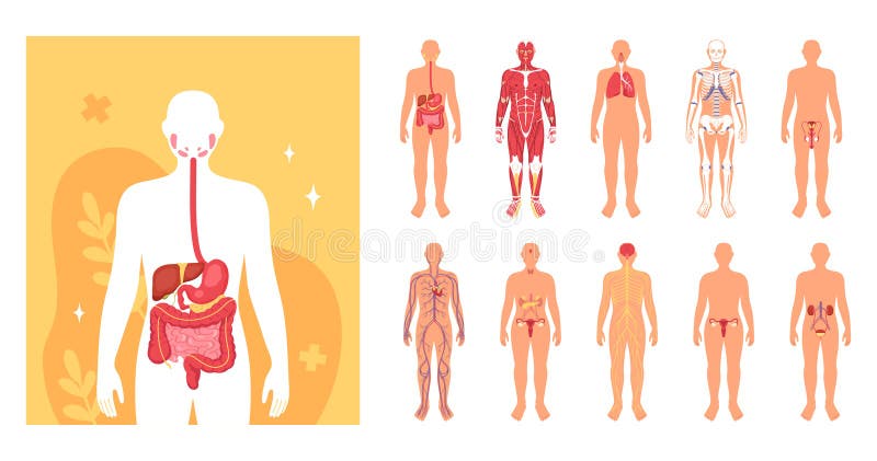 Human Body and Organs Illustrations in Flat Design Stock Illustration ...