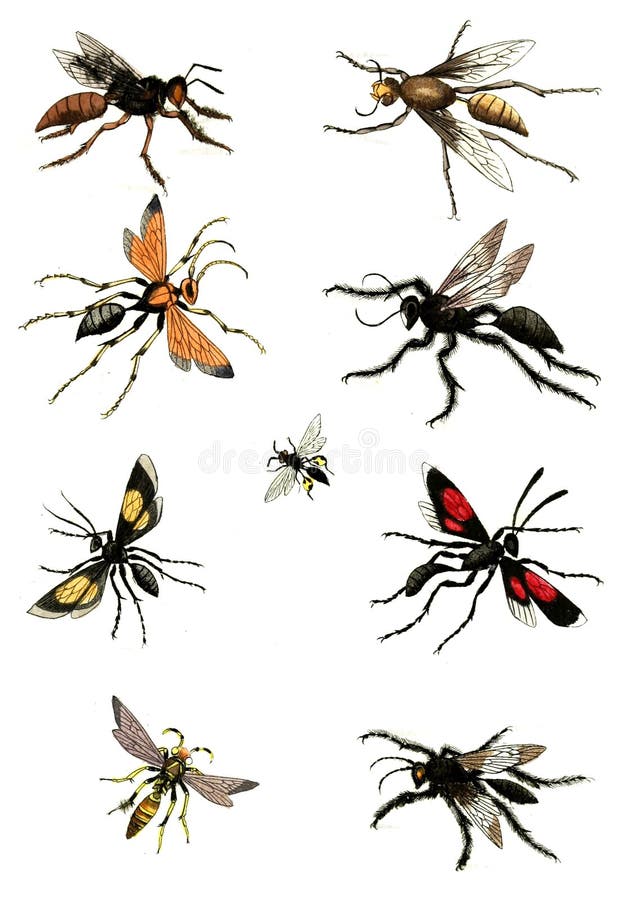 Illustrations of insect. stock illustration. Illustration of hive ...