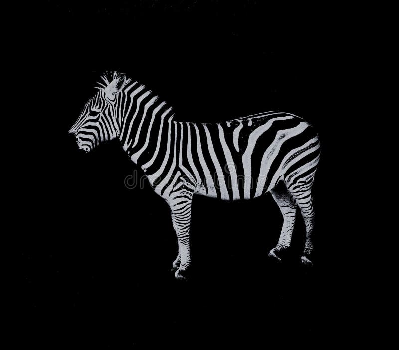 Illustrative Zebra Against Black Background Stock Illustration ...