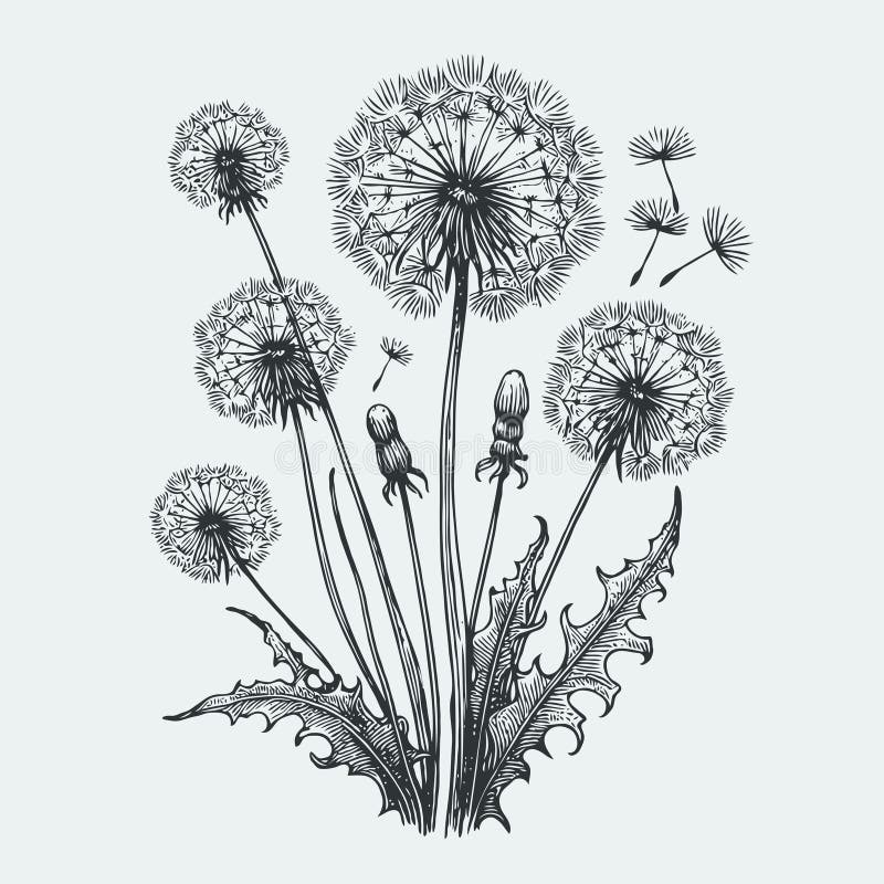 Dandelion Blowing Drawing Black And White Dandelion Blowing Drawing Black And White