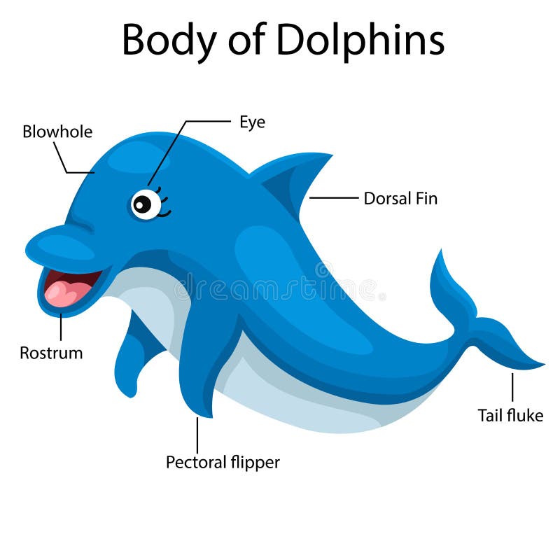 Illustrator Body of Dolphins Stock Vector - Illustration of fluke ...