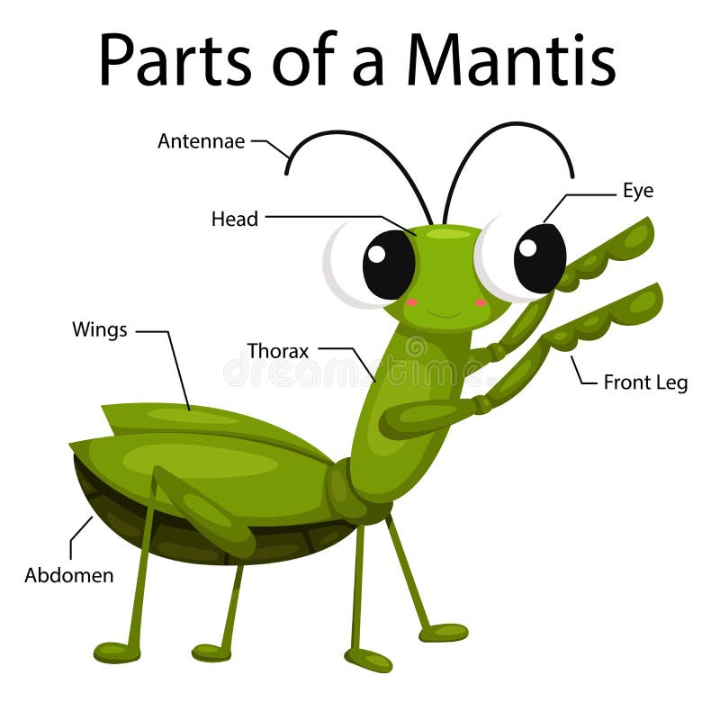 Illustrator Parts Of A Mantis Stock Vector - Image: 54331625