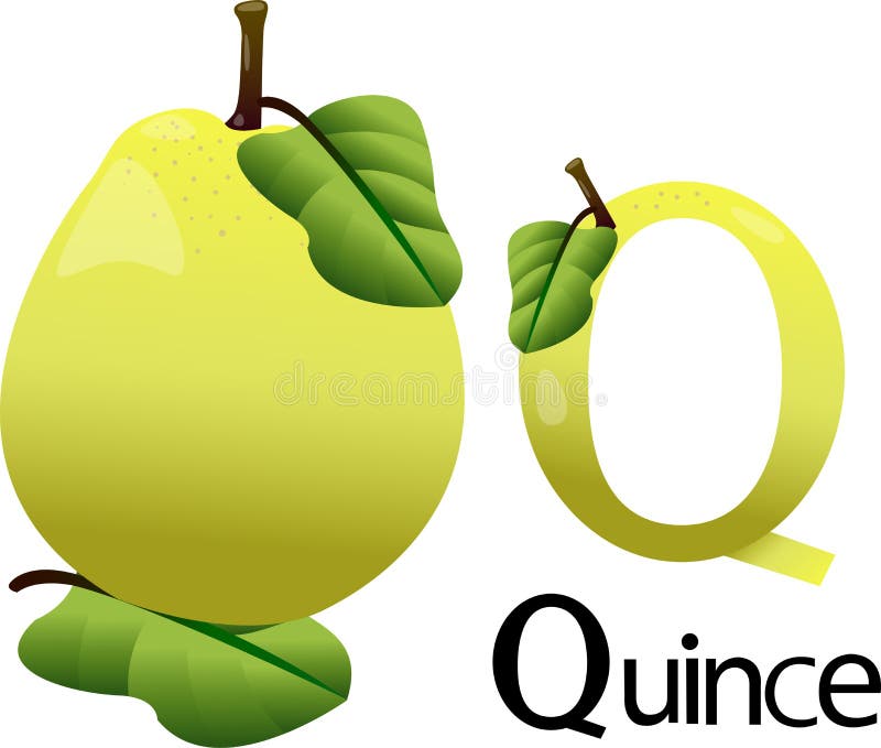Illustrator Q Font with Quince Stock Vector - Illustration of draw ...