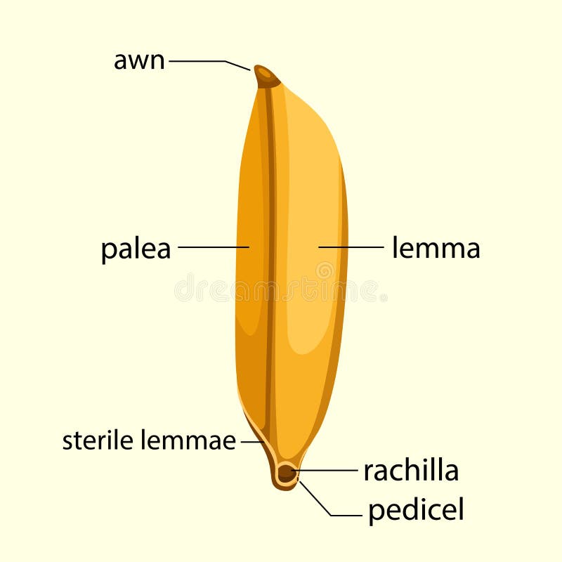 Rice Grain Vector Illustration. Labeled Educational Structure ...