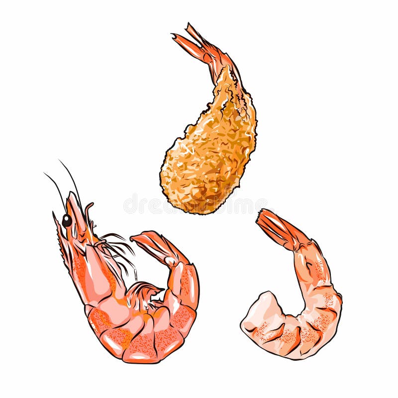 Illustrator of Shrimp in Shell, without Shell and Fried Vector Isolated ...