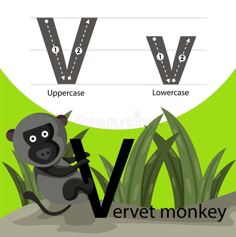 Illustrator Vervet Monkey V Font Stock Illustrations – 2 Illustrator ...