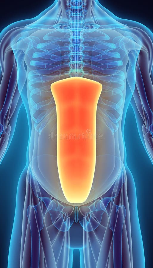 Illustrazione 3D Del Retto Abdominus Illustrazione di Stock ...