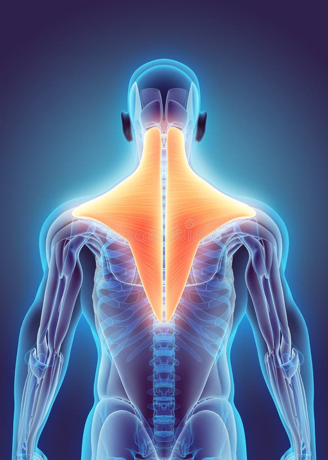 Muscolo trapezio illustrazione di stock. Illustrazione di fisiologia ...