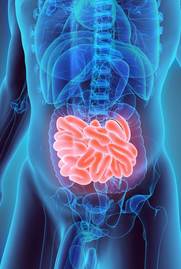 Illustrazione 3D Dell'intestino Tenue Illustrazione di Stock ...