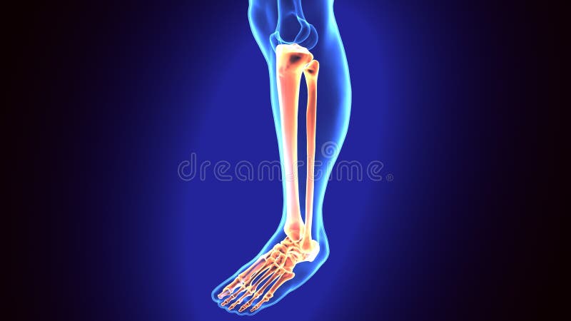 Illustrazione 3D Delle Ossa Di Scheletro Umane Del Perone E Della Tibia ...