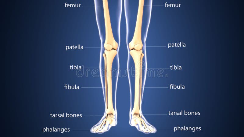 Illustrazione 3d Di Anatomia Di Scheletro Dell'osso Della Gamba ...