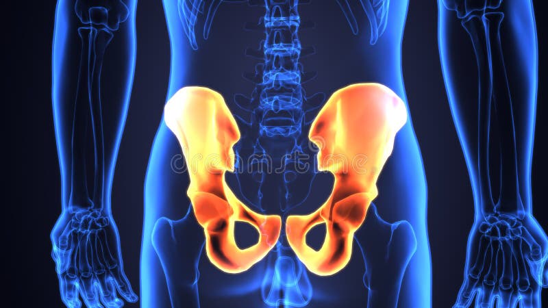 Illustrazione 3d Di Anatomia Di Scheletro Dell'osso Iliaco ...