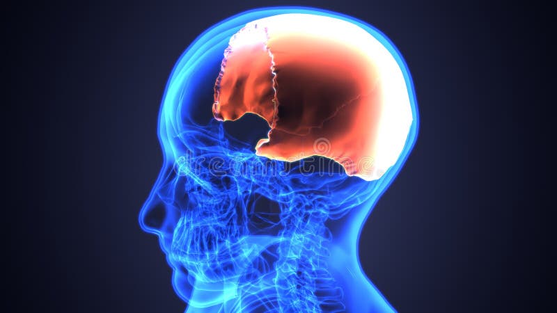 Illustrazione 3D Di Anatomia Di Scheletro Umana Del Cranio ... Illustrazione 3D Di Anatomia Di Scheletro Umana Del Cranio ...