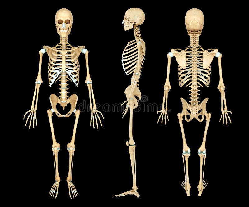 Illustrazione Di Anatomia Di Uno Scheletro Umano Illustrazione di Stock ...