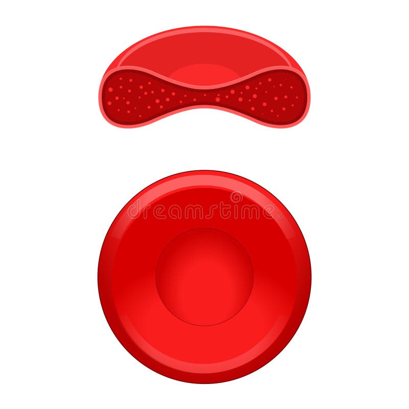 Illustrazione Di Vettore Dell'eritrocito Del Globulo Rosso ...