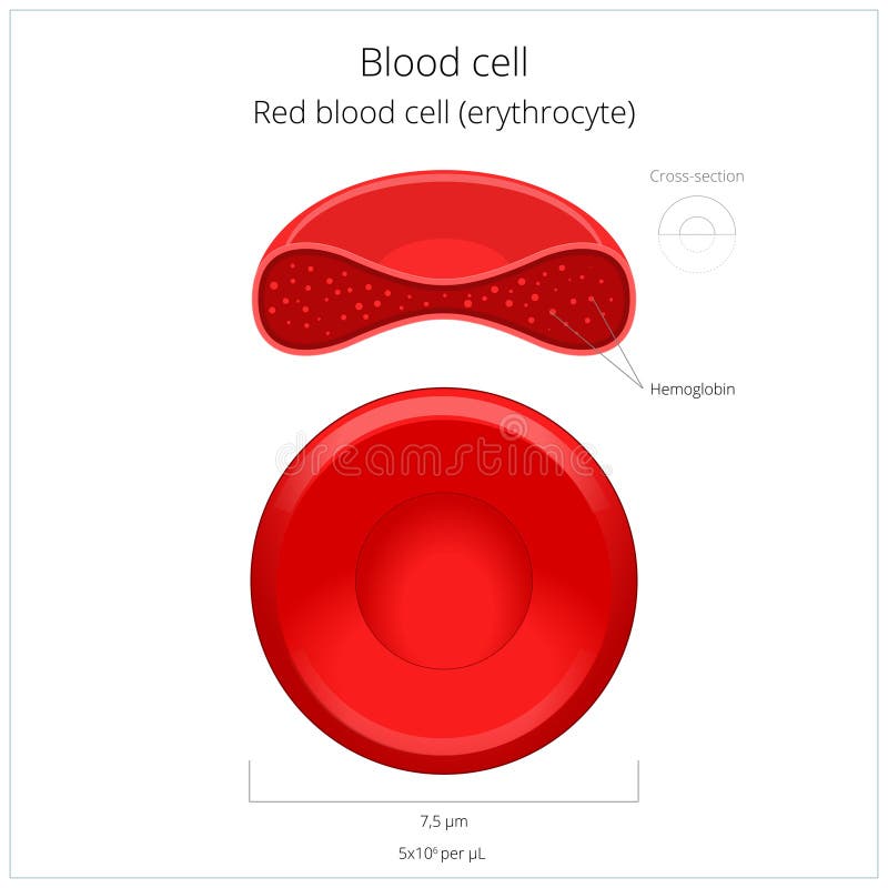 Illustrazione Vettoriale Di Eritrocita/globulo Rosso Illustrazione ...