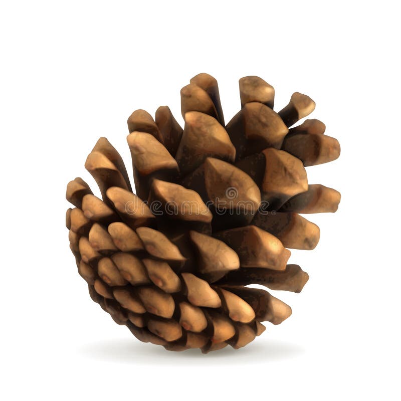 Illustrazione Di Vettore Della Pigna Illustrazione Vettoriale ...