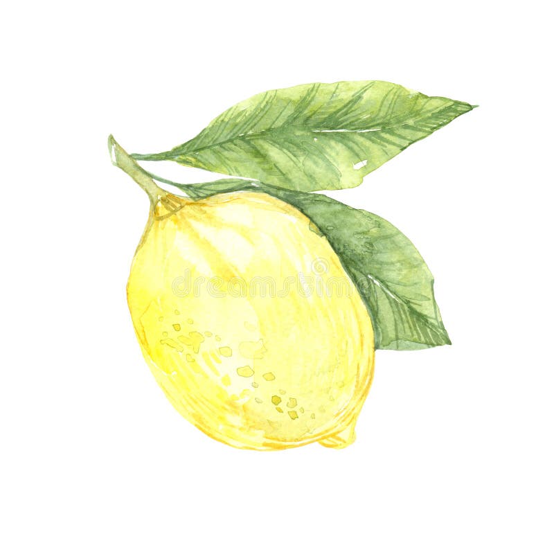 Illustrazione Ad Acquerello Disegnata a Mano - Limone Illustrazione di ...