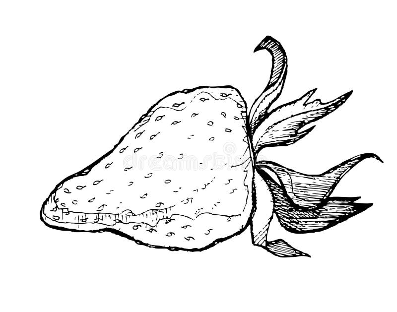 Illustrazione Disegnata a Mano - Fragole Illustrazione Vettoriale ...