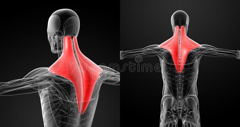 Illustrazione 3D Della Parte Di Trapezio Di Anatomia Del Muscolo ...