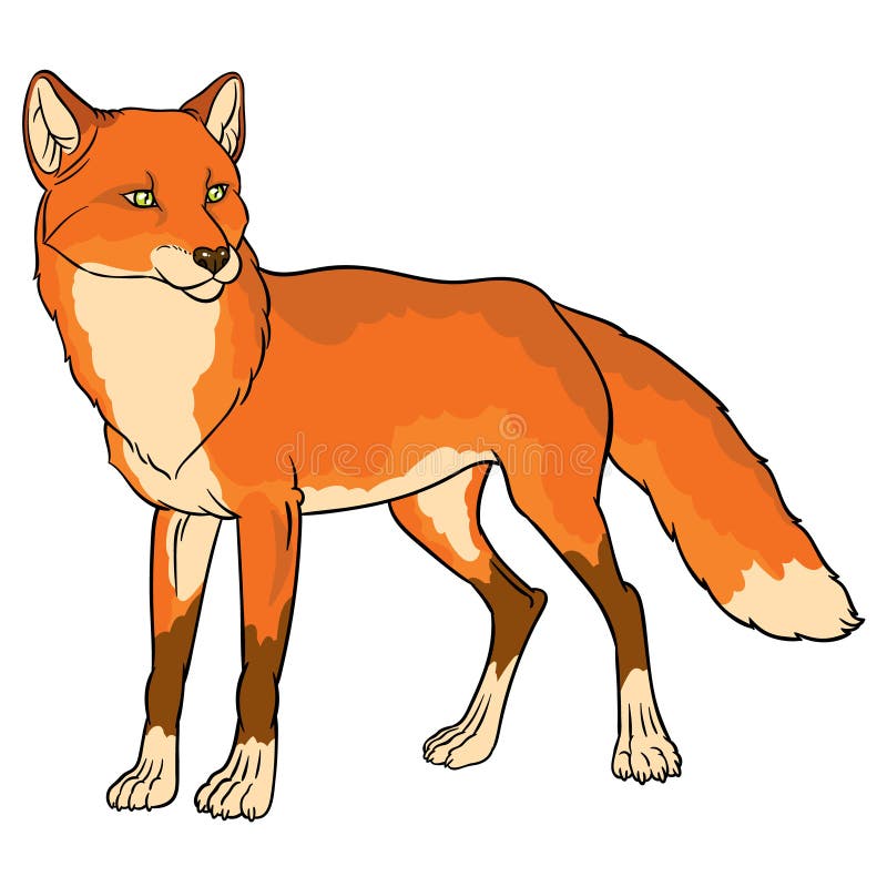 Illustrazione Naturalistica Della Volpe Illustrazione Vettoriale ...