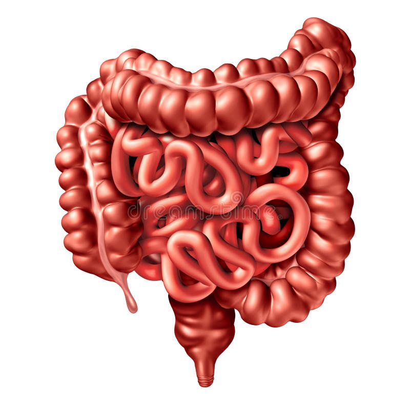 Illustrazione 3d Di Anatomia Dell'intestino Tenue Del Corpo Umano ...