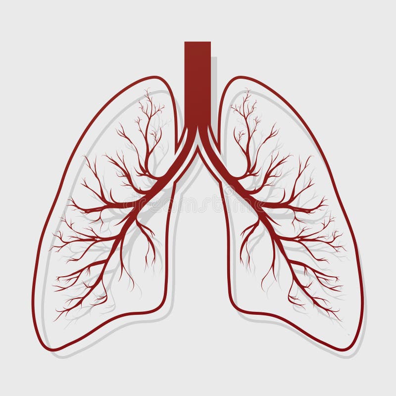 Diagramma Umano Di Anatomia Del Polmone Illustrazione Vettoriale ...