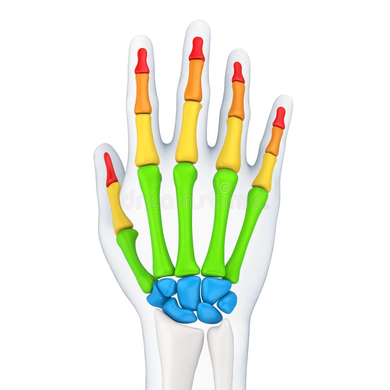 Illustrazione Umana Di Anatomia Della Mano Illustrazione di Stock ...