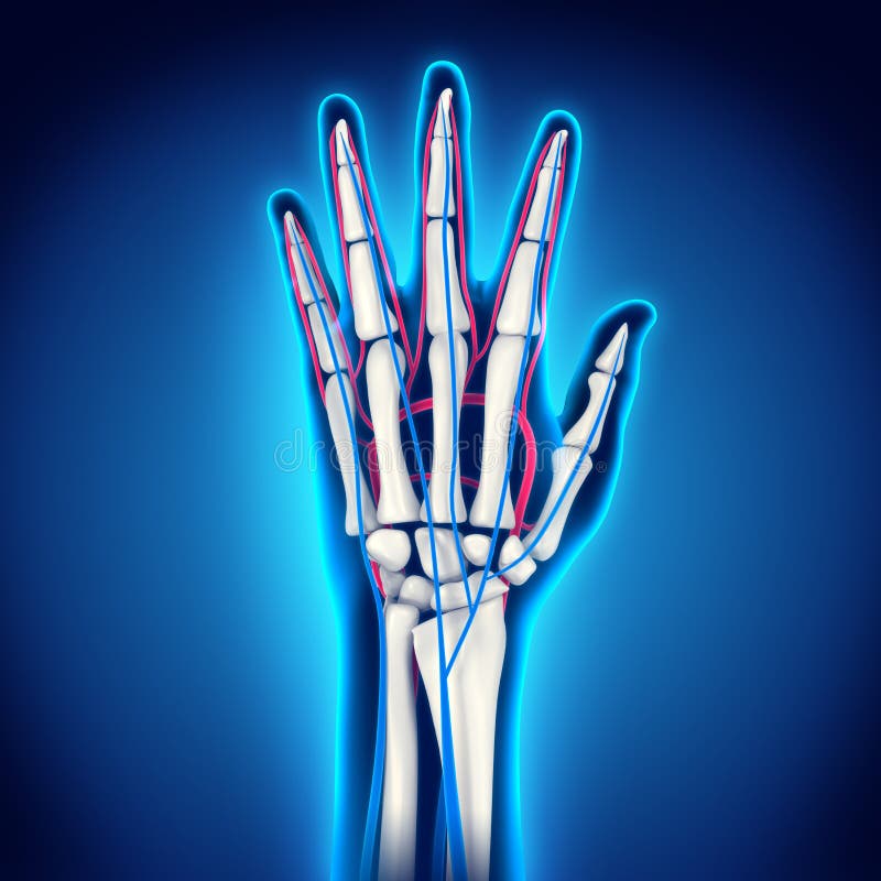 Illustrazione Umana Di Anatomia Della Mano Illustrazione di Stock ...