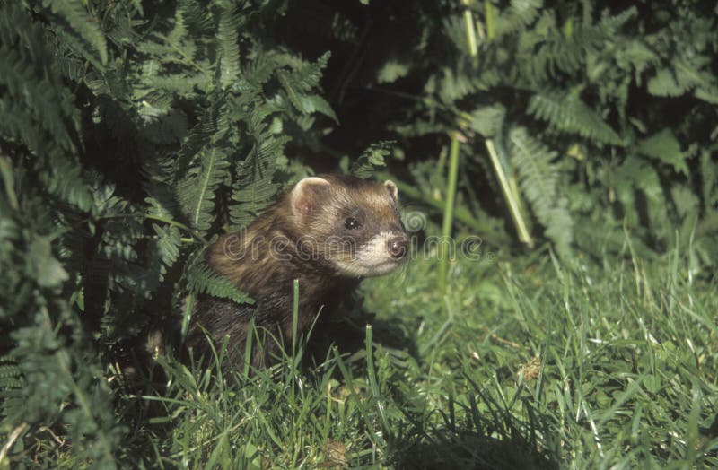 Iltis, Putorius-putorius stockfoto. Bild von säugetier - 36366712