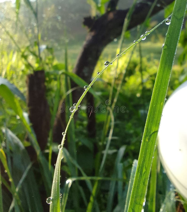 Iluk Leaf with Water Bubble Stock Image - Image of bubble, leaf: 233577443