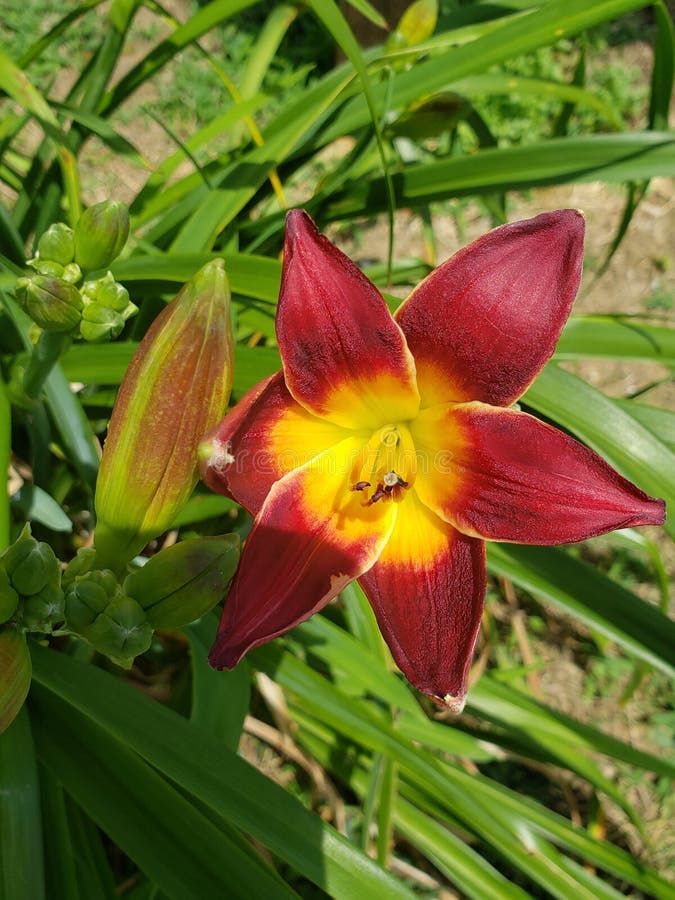 Fire lilly in the garden stock photo. Image of lilly - 108212974