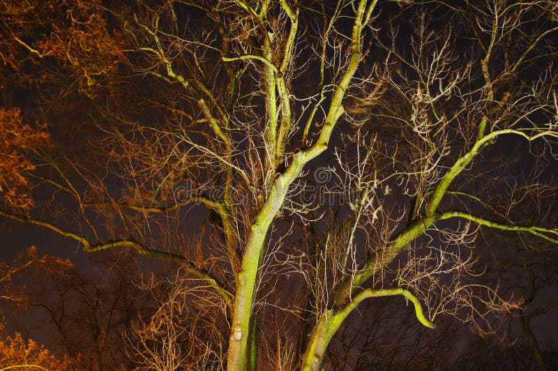 Iluminated Winter Trees by Night Stock Photo - Image of wilderness ...