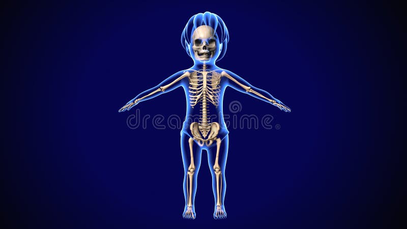 Ilustração 3d Da Anatomia Do Esqueleto Do Bebê Ilustração Stock ...