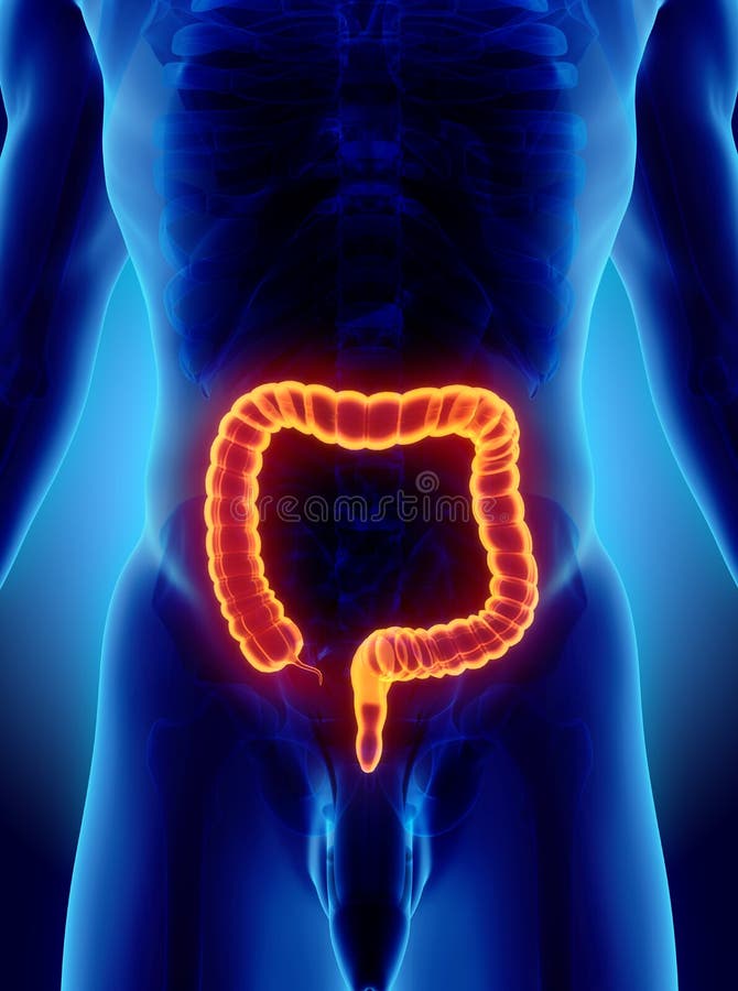 Ilustração 3D Do Grande Intestino Ilustração Stock - Ilustração de ...